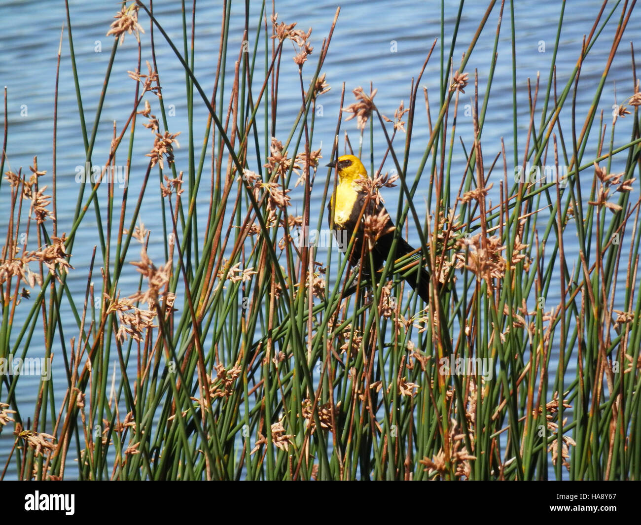 Various birds in national hi-res stock photography and images - Alamy