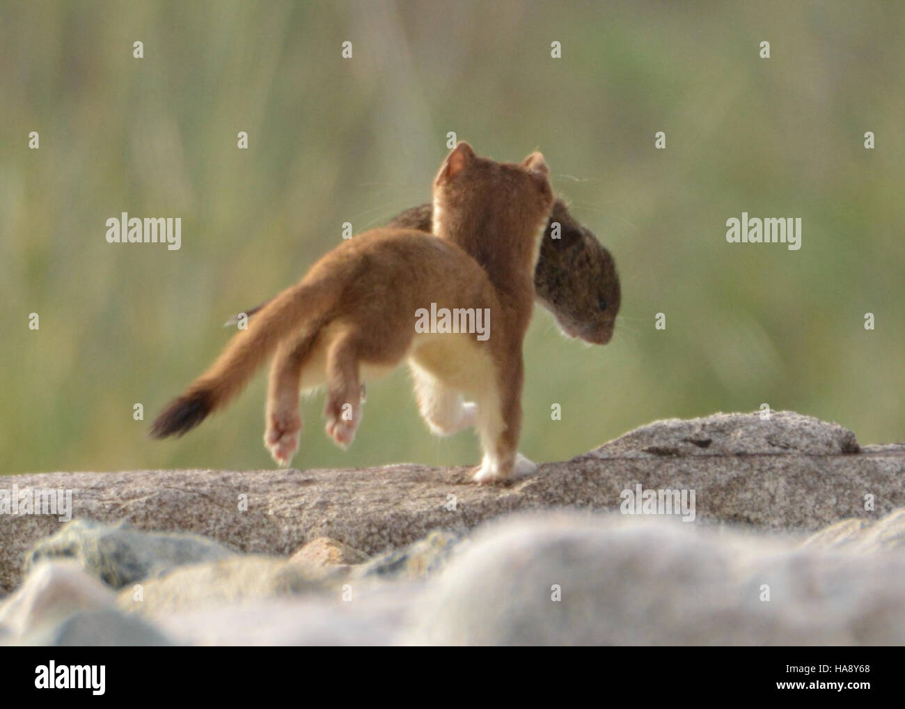 A weasel preys on a vole in a national park, illustrating the predator ...