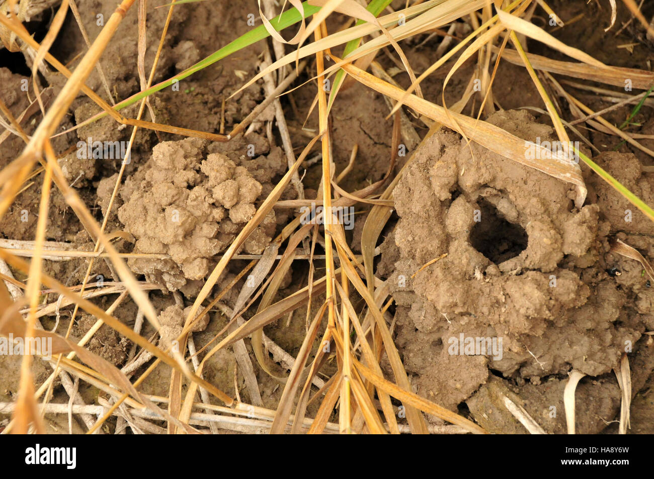 This image shows crayfish chimneys in Seedskadee National Wildlife ...