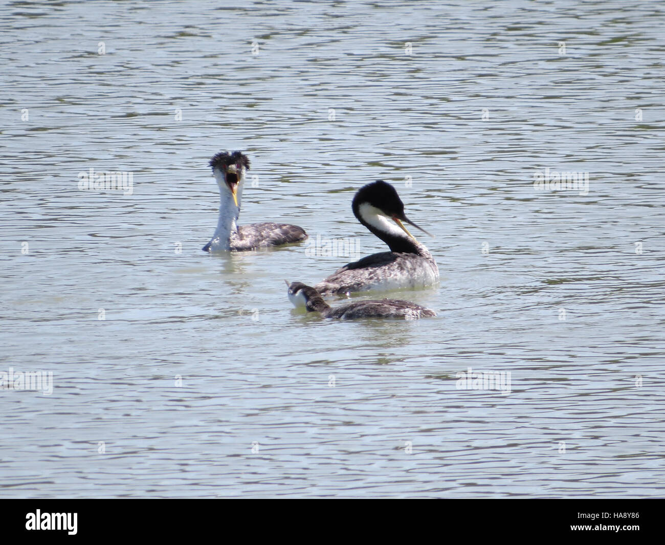 Respecting boundaries hi-res stock photography and images - Alamy
