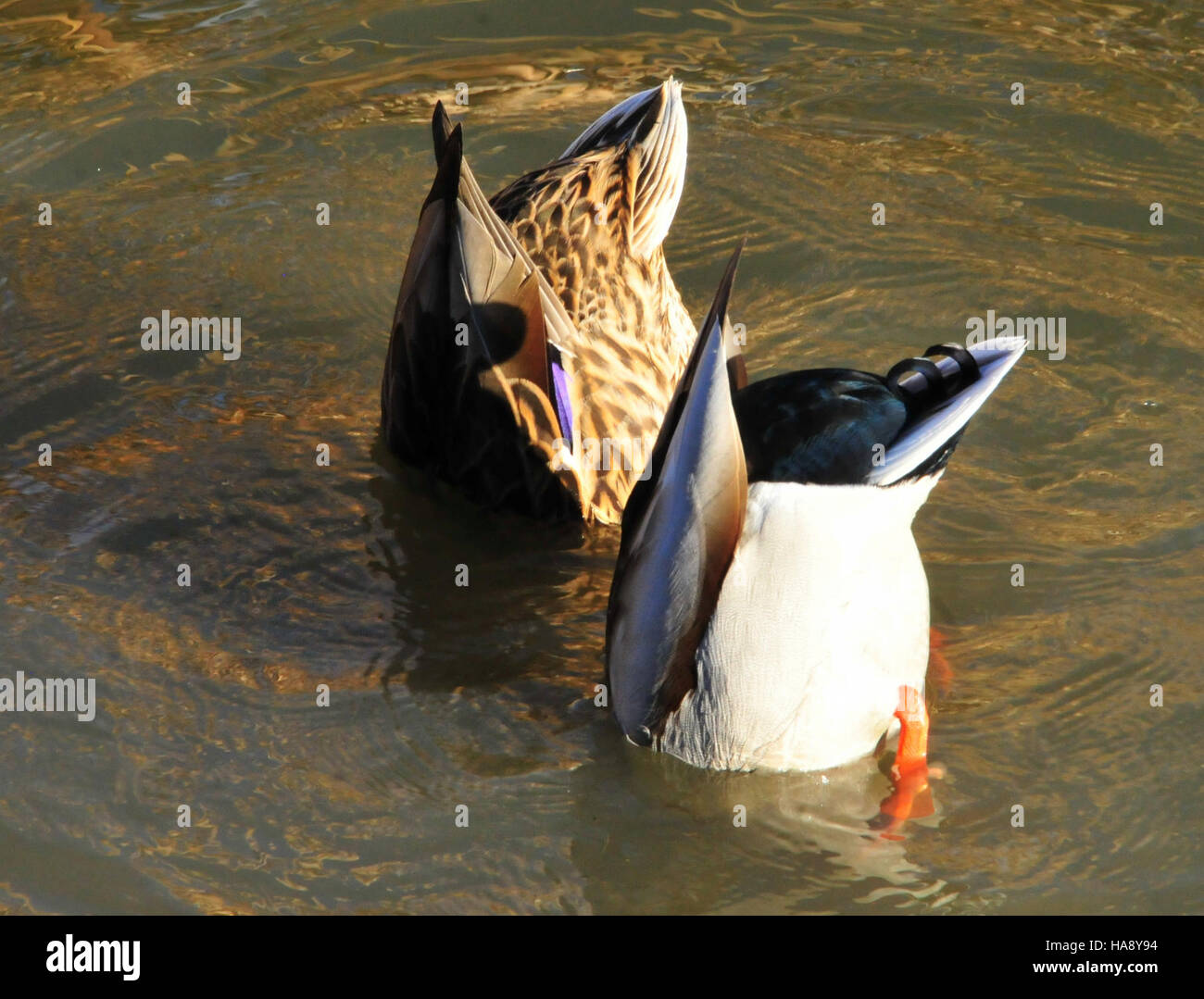 A pair of Mallard ducks observed on the National Elk Refuge. The refuge ...