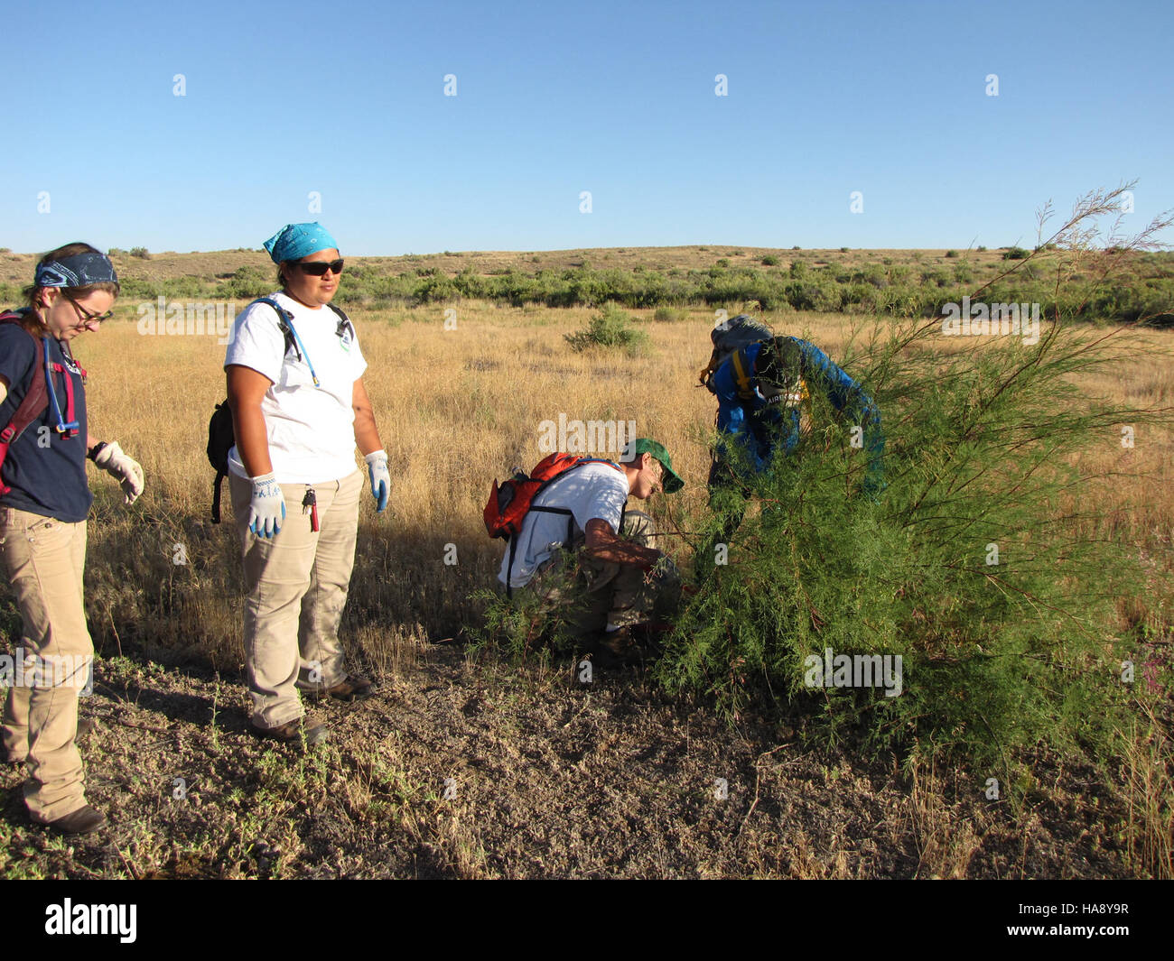 Salt cedar removal hi-res stock photography and images - Alamy