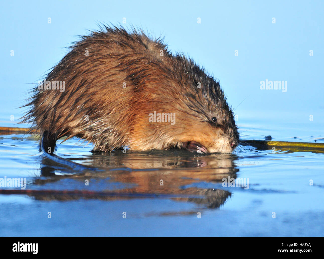 usfwsmtnprairie 22803506983 Muskrat on Seedskadee NWR Stock Photo - Alamy