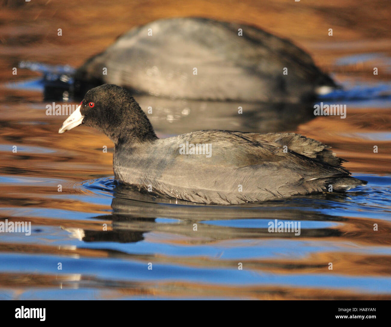 usfwsmtnprairie 22804855370 American Coots on Seedskadee NWR Stock ...