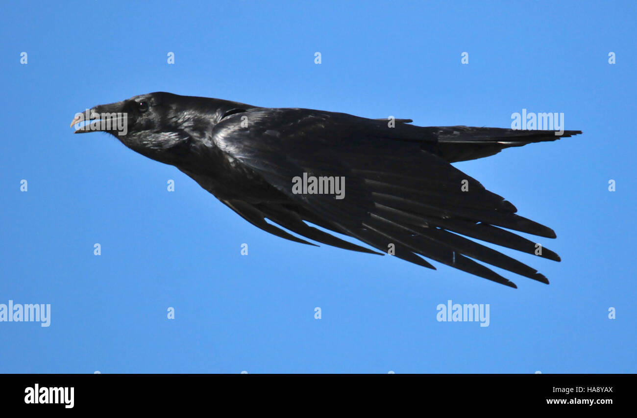 A Common Raven perches on a branch in Seedskadee National Wildlife ...
