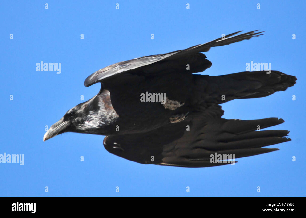 This image shows a Common Raven perched on a branch at Seedskadee ...