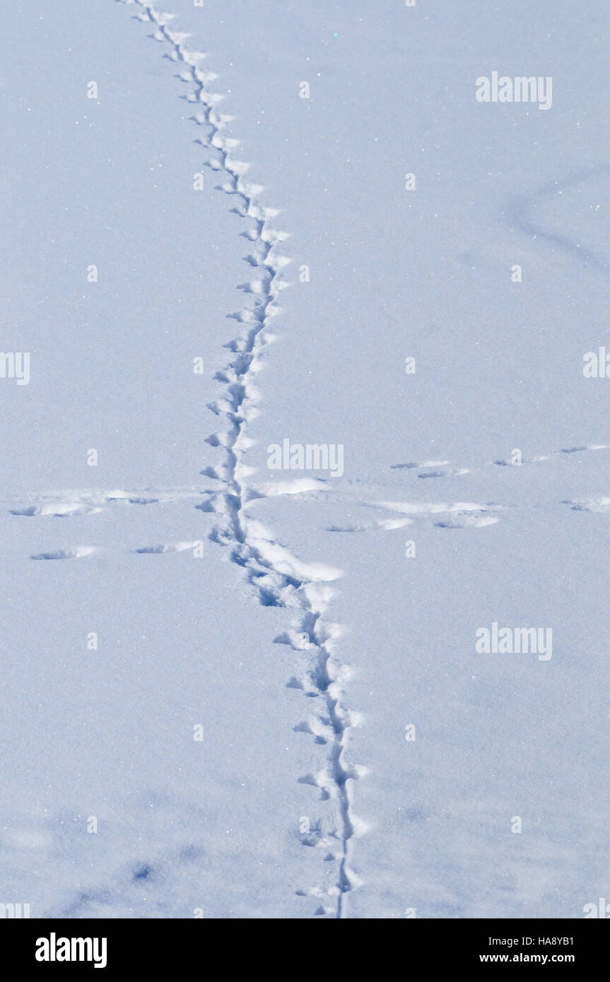 Muskrat tracks are visible in the snow at Seedskadee National Wildlife ...