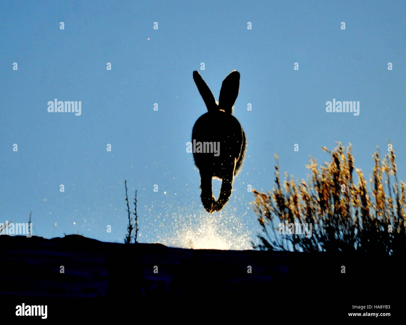 A White-tailed Jackrabbit photographed in the Seedskadee National ...