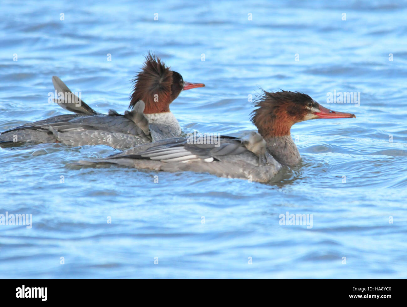 Common Mergansers are spotted on the waters of Seedskadee National ...