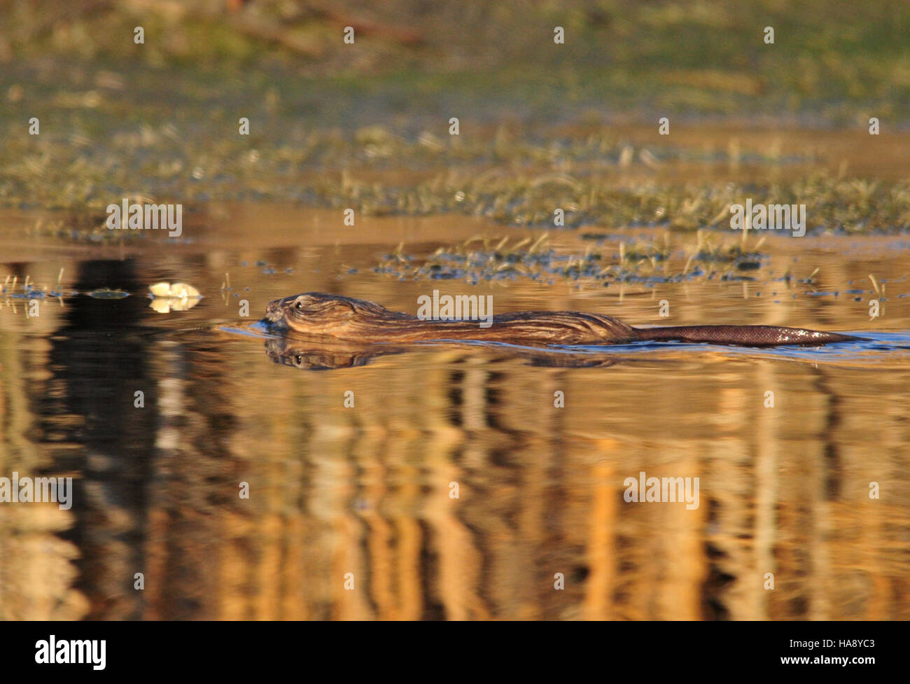 A muskrat is seen in its natural habitat at Seedskadee National ...