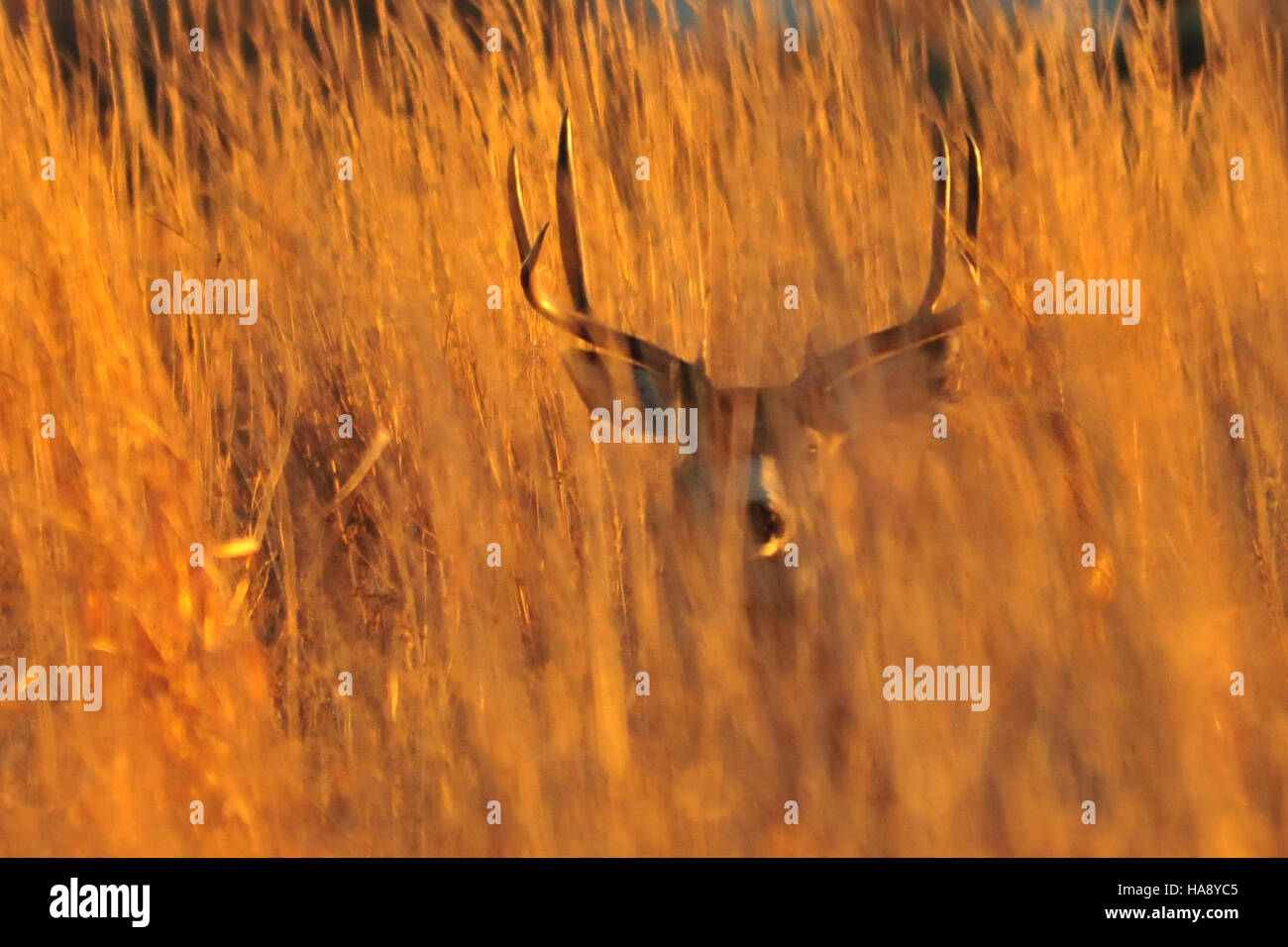 A Mule Deer Buck at Seedskadee National Wildlife Refuge showcases the ...