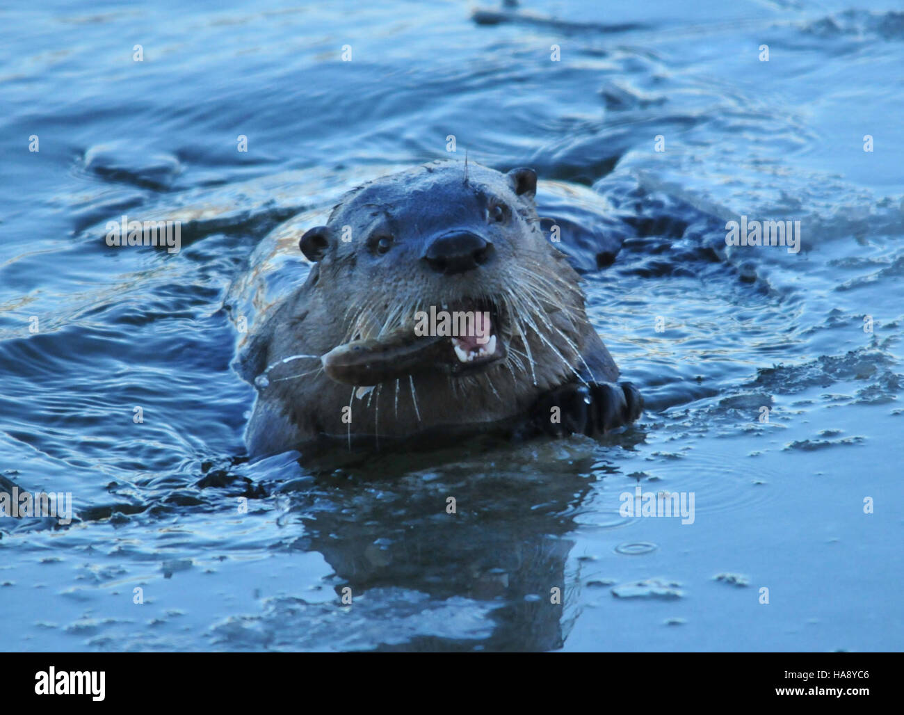 The Northern River Otter, a member of the weasel family, feeds on fish ...