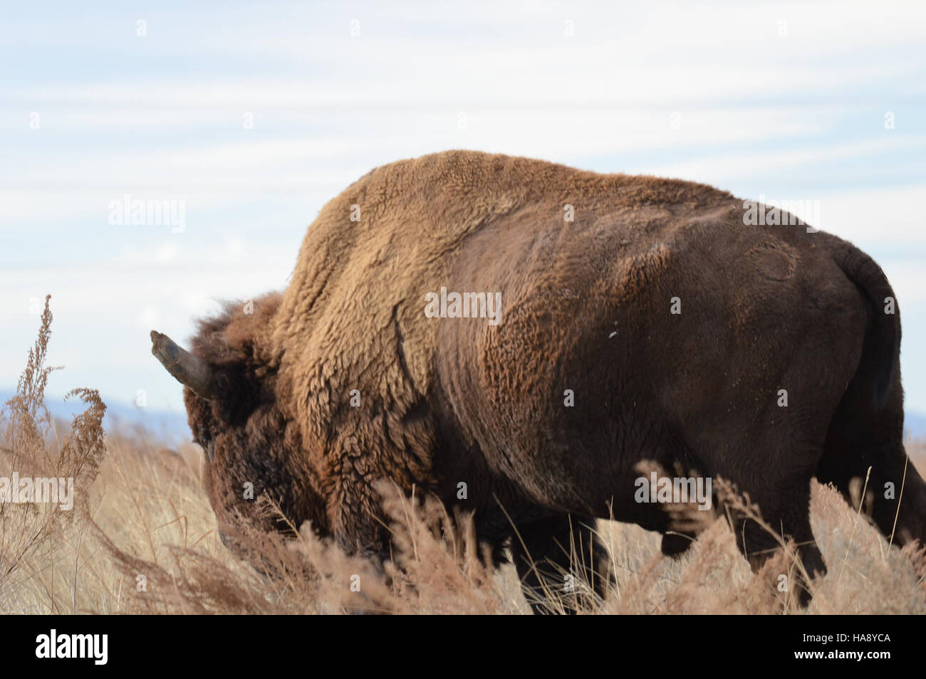 Bison roam freely at the Rocky Mountain Arsenal National Wildlife ...