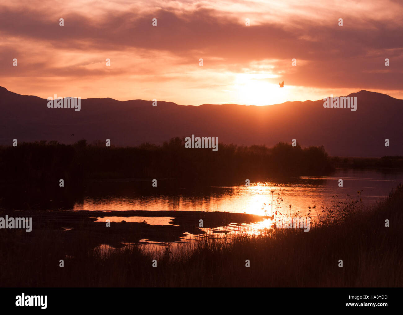 usfwsmtnprairie 23093592716 Evening's Golden Flight Stock Photo - Alamy