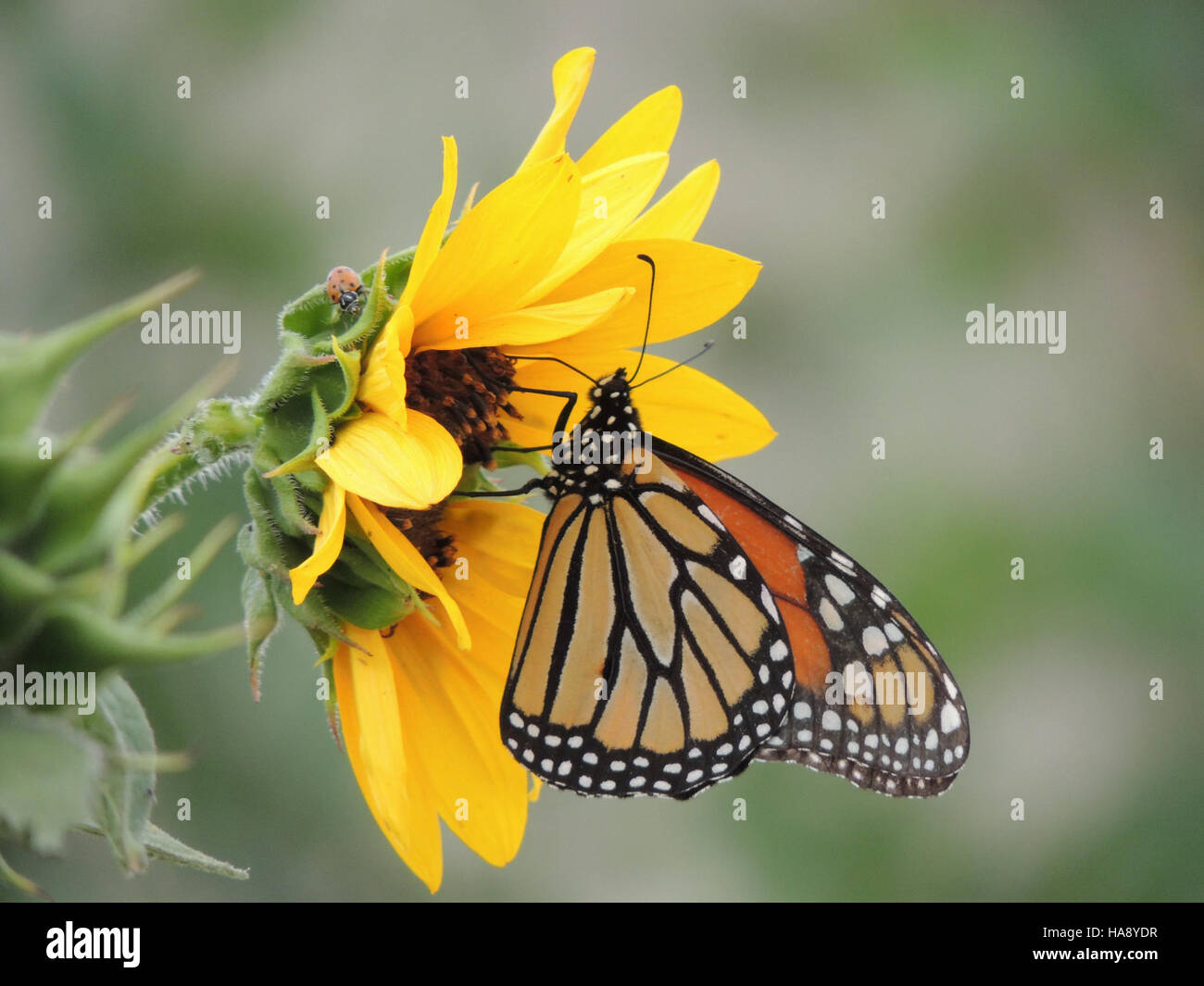 A monarch butterfly and ladybug rest on a sunflower in a national park ...