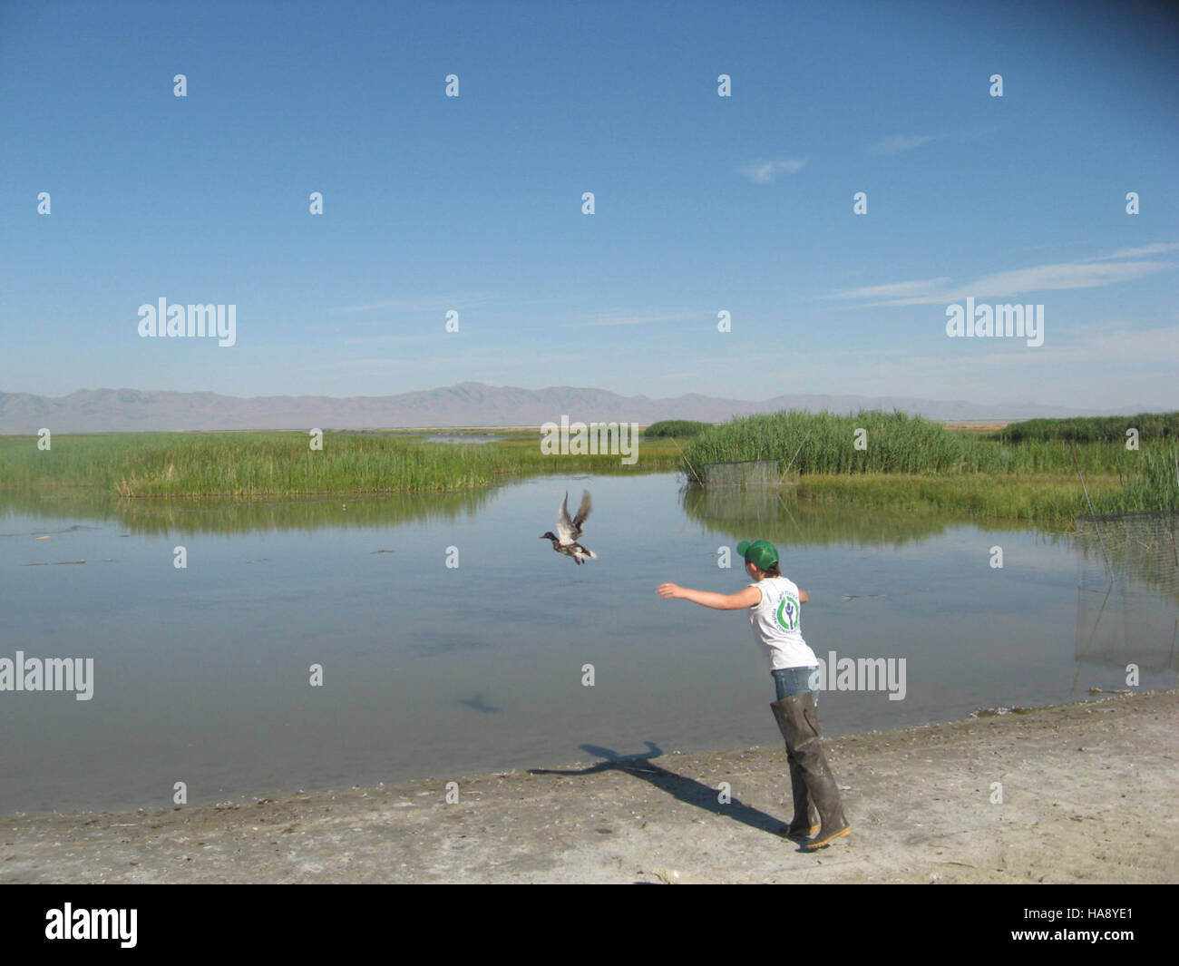 Releasing duck hi-res stock photography and images - Alamy