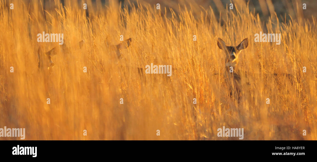 Mule deer are seen in the Basin Wildrye on Seedskadee National Wildlife ...