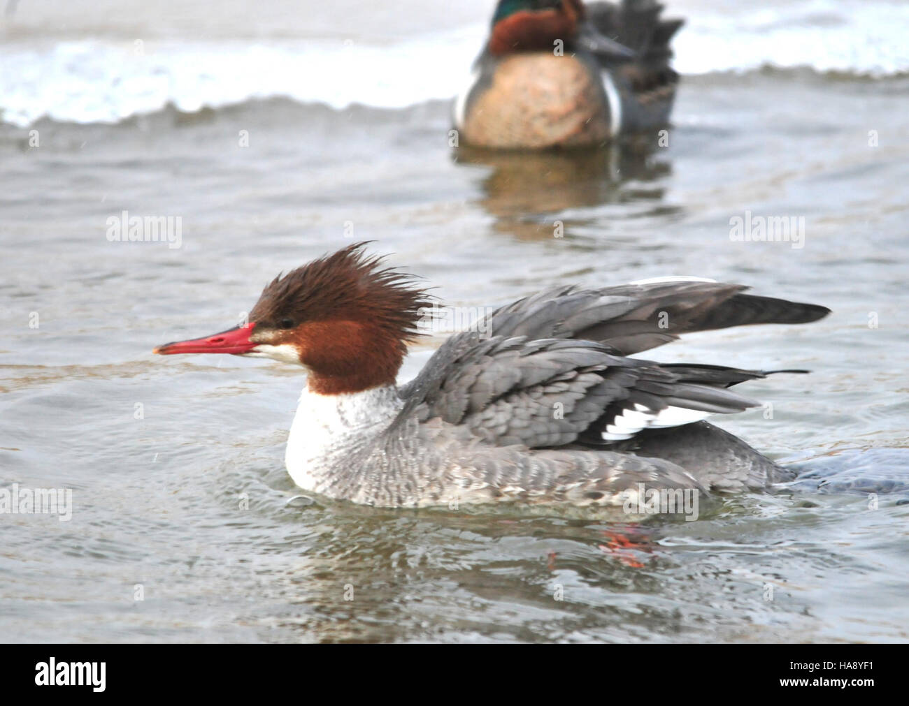 usfwsmtnprairie 23135416869 Common Merganser on Seedskadee NWR Stock ...