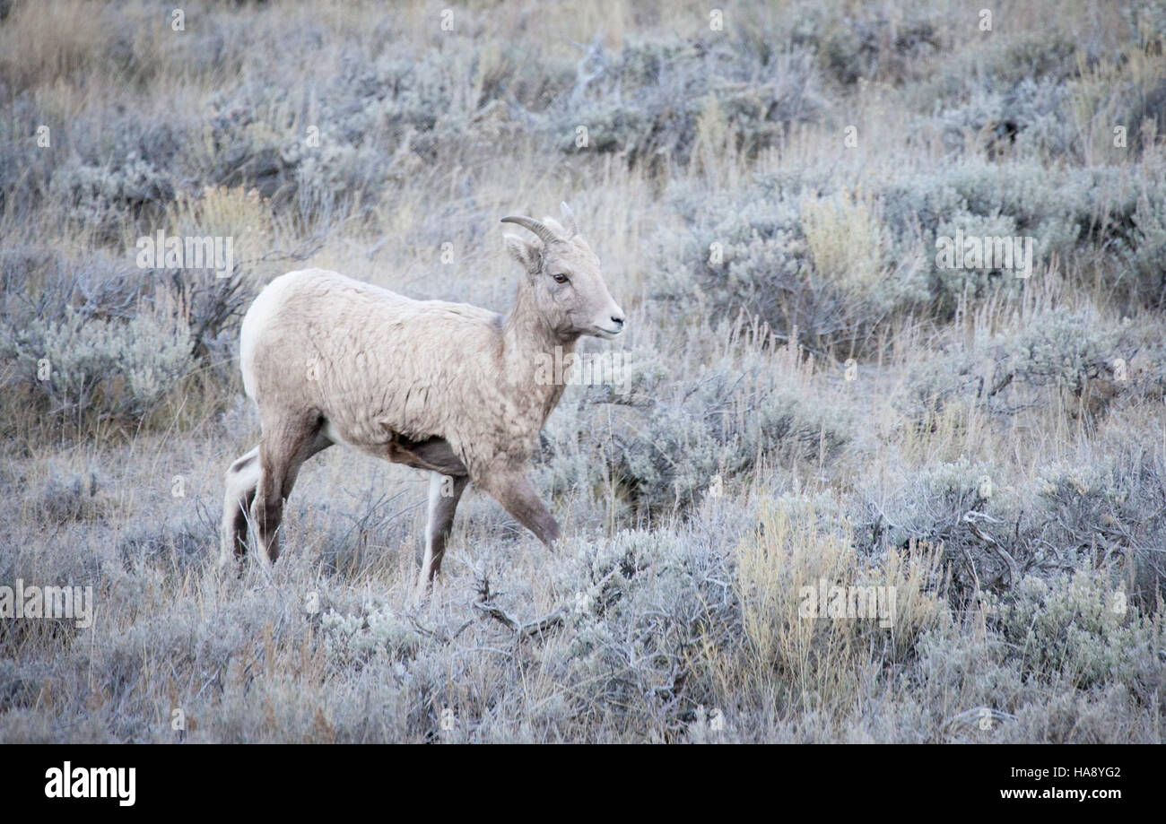 A Bighorn Sheep ewe is photographed in the sagebrush steppe of the ...