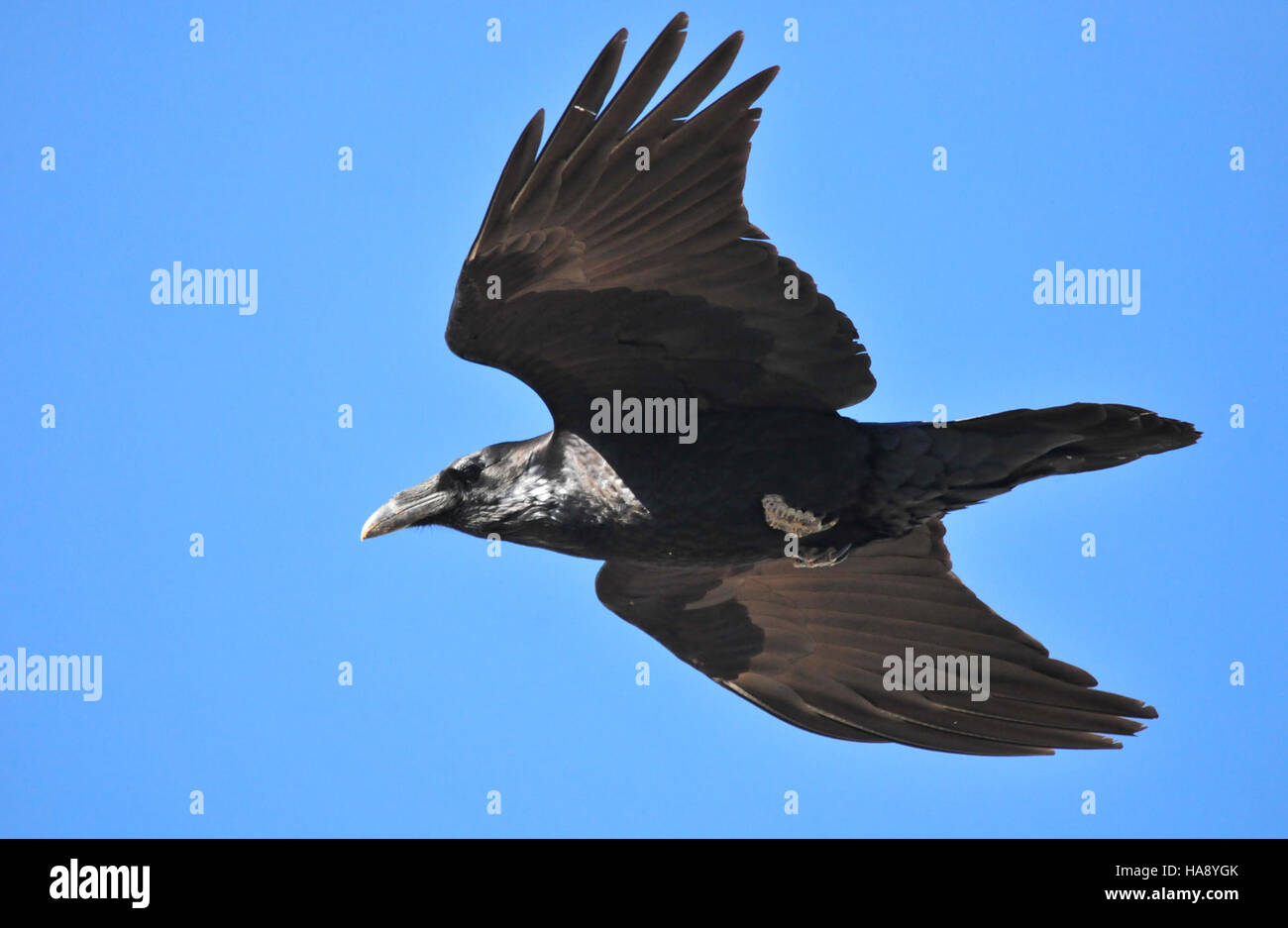 A Common Raven perches on a tree at Seedskadee National Wildlife Refuge ...