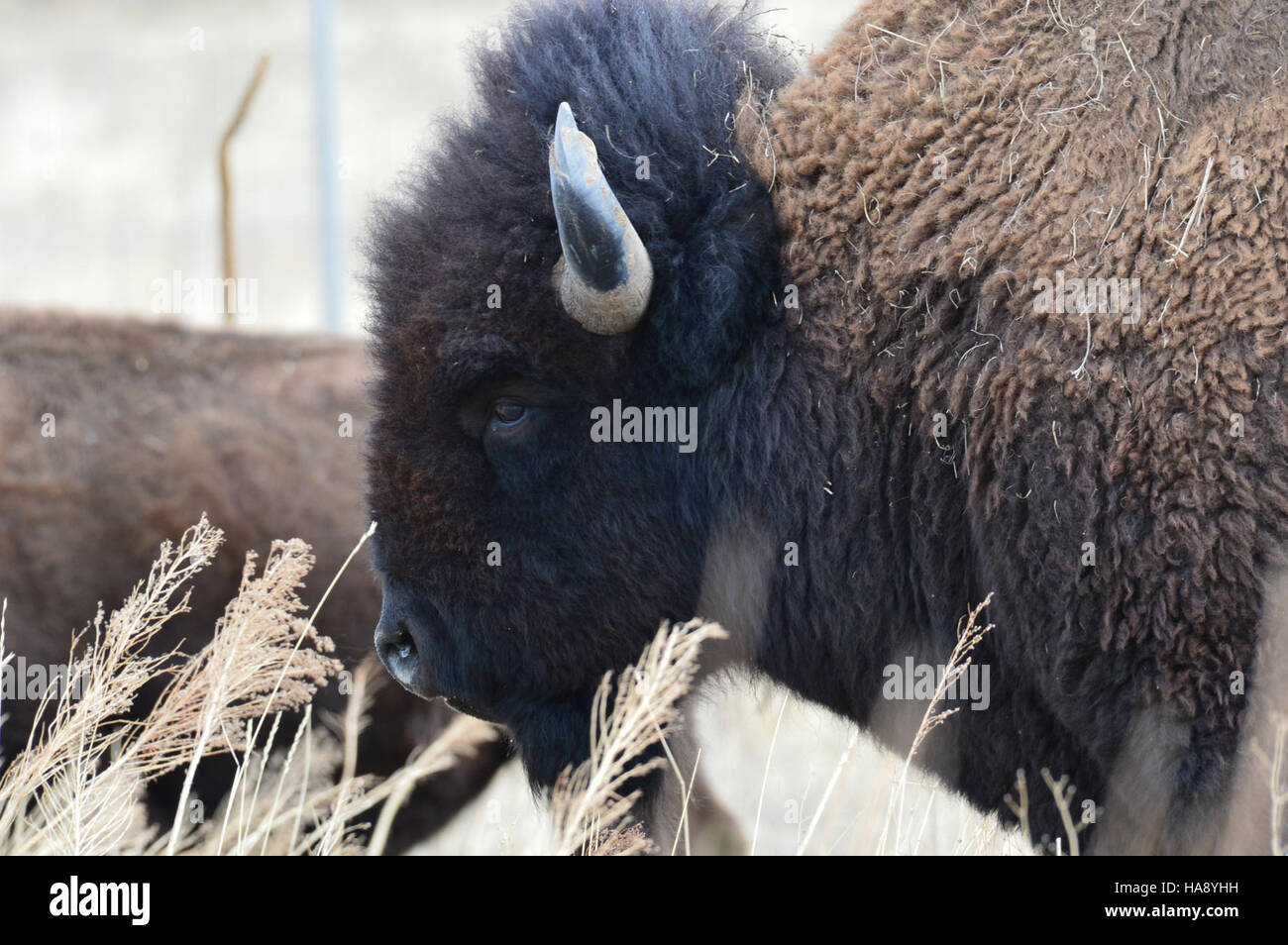 Bison roam freely at the Rocky Mountain Arsenal National Wildlife ...