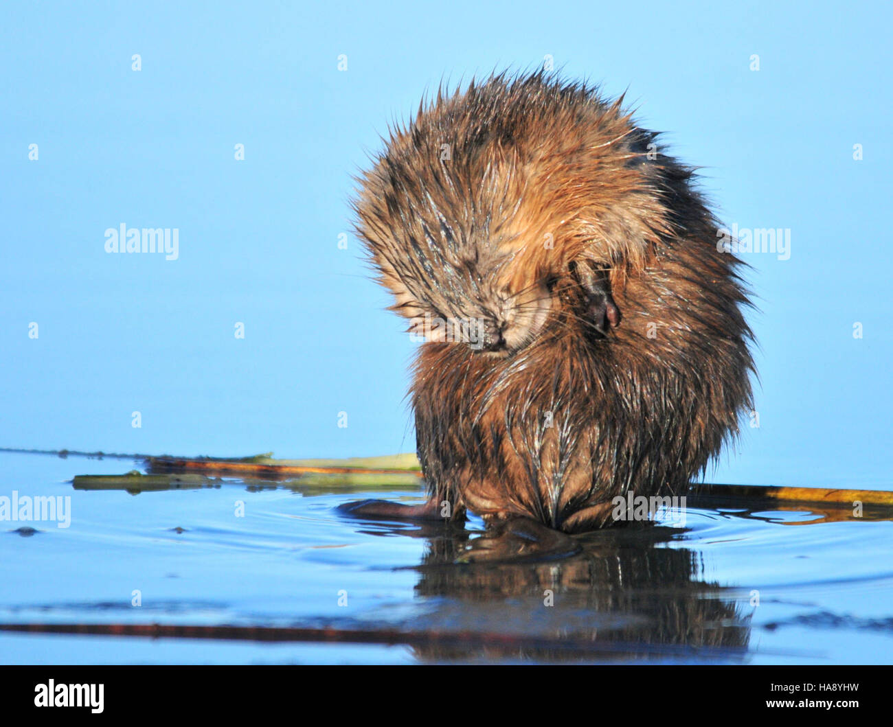 A muskrat is photographed at Seedskadee National Wildlife Refuge, a ...