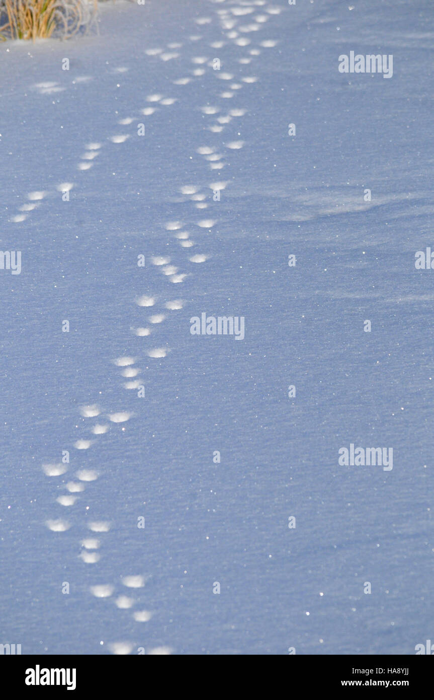 Cottontail tracks hi-res stock photography and images - Alamy