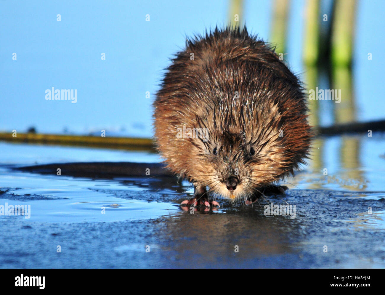 A muskrat captured in its natural habitat at the Seedskadee National ...