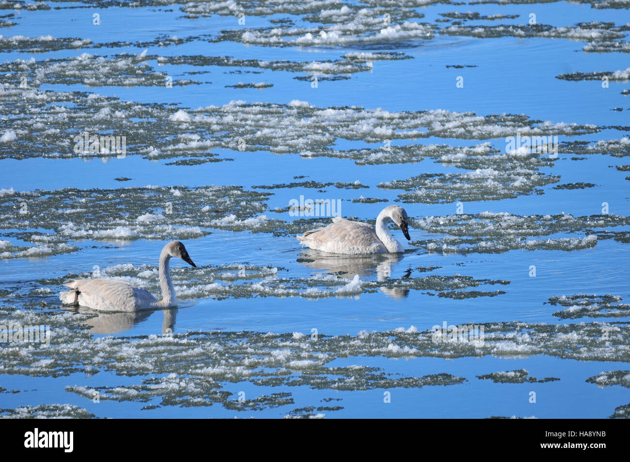 Seedskadee National Wildlife Refuge hosts wintering Trumpeter Swans ...