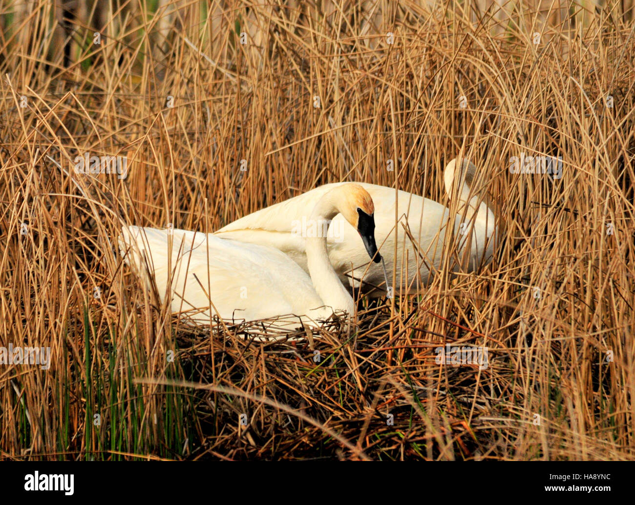 Nesting Trumpeter Swans in Seedskadee National Wildlife Refuge, an ...