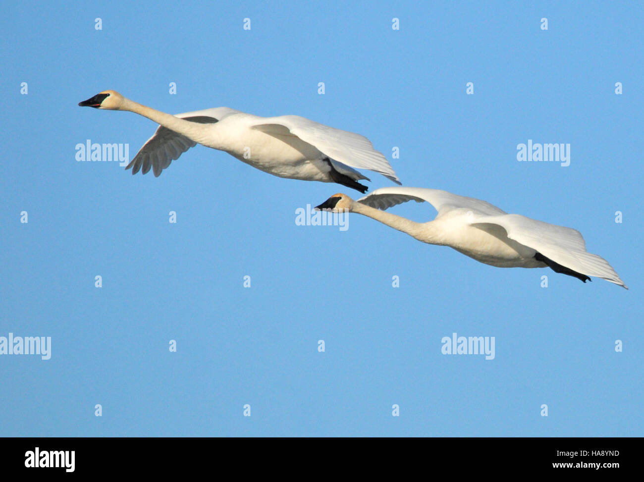 Trumpeter Swans are seen at Seedskadee National Wildlife Refuge, an ...