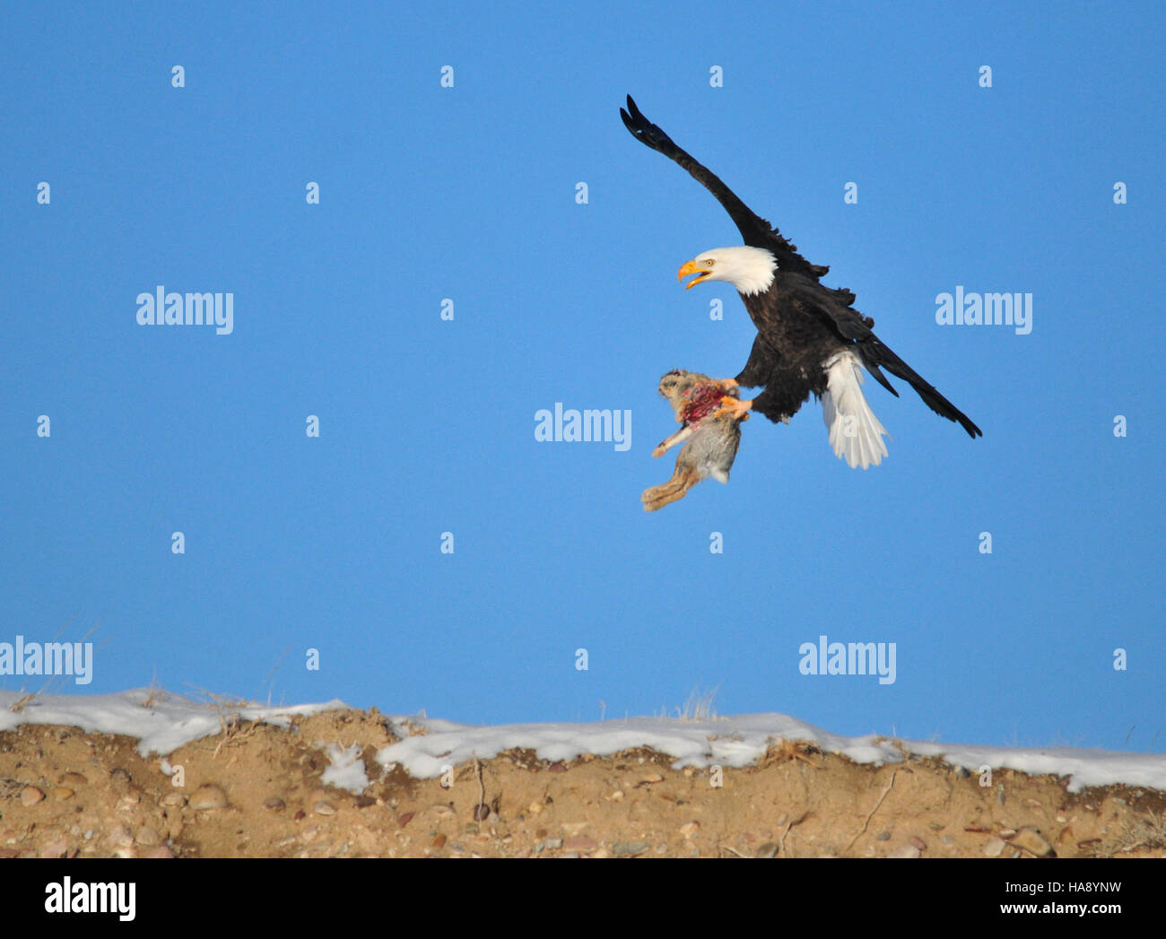 Image captures bald eagle hi-res stock photography and images - Alamy