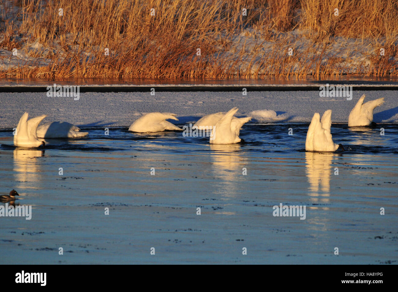 Trumpeter Swans are featured at Seedskadee National Wildlife Refuge ...