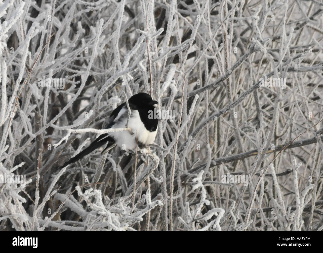 The Black-Billed Magpie is commonly seen at Seedskadee National ...