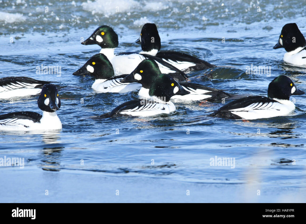 Common goldeneye species duck hi-res stock photography and images - Alamy
