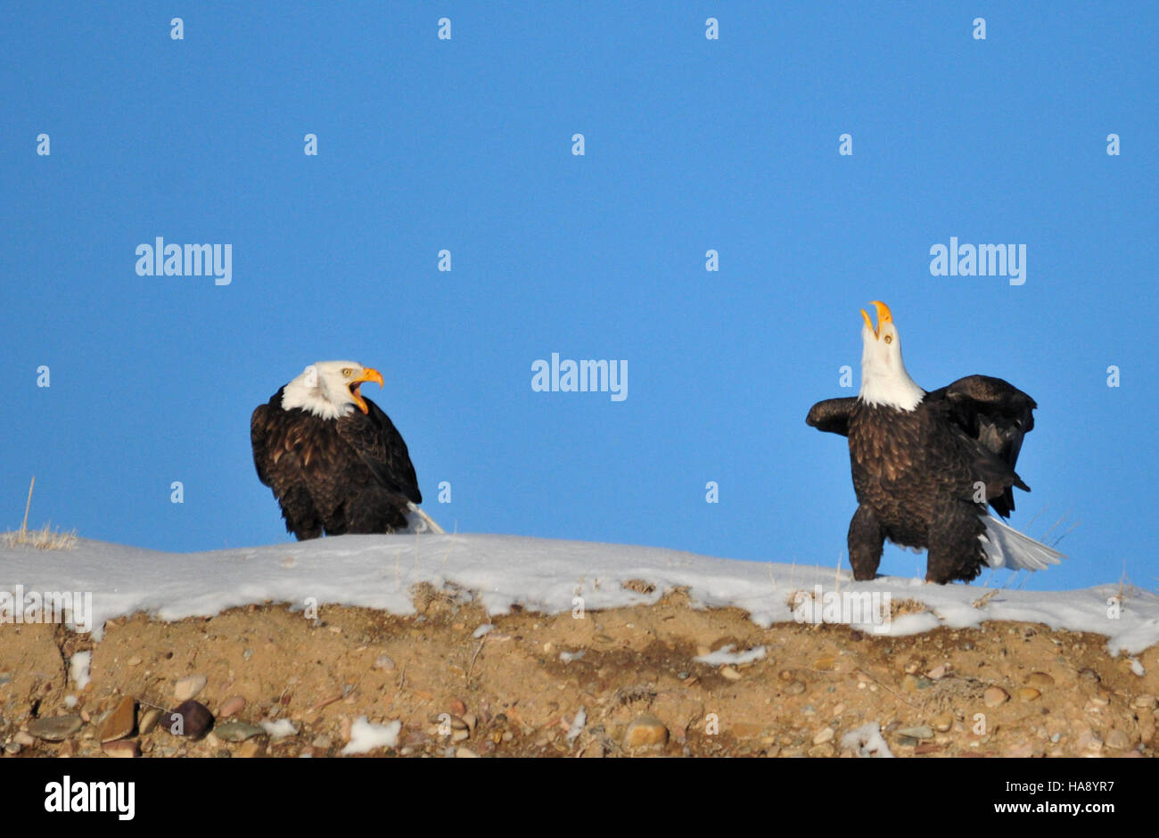 Bald Eagles are commonly spotted at the Seedskadee National Wildlife ...