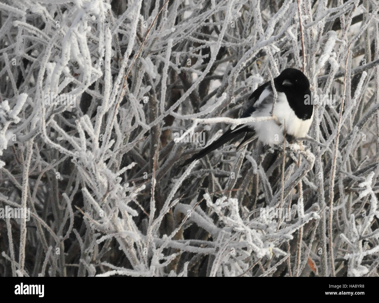 A Black-Billed Magpie is spotted at Seedskadee National Wildlife Refuge ...