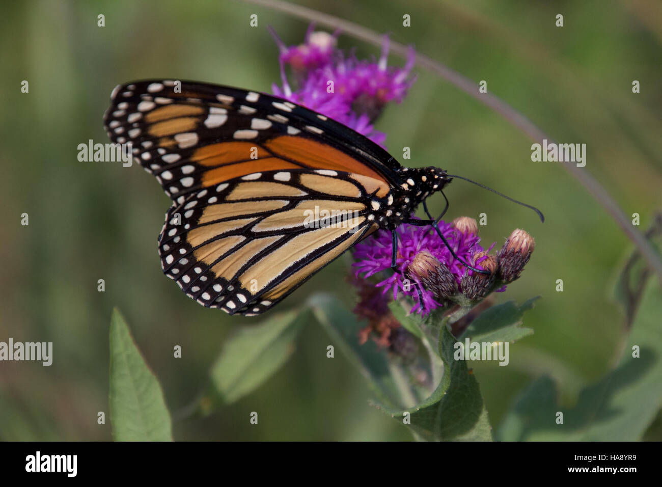 The Kansas Monarch, a species of butterfly, is captured in a national ...