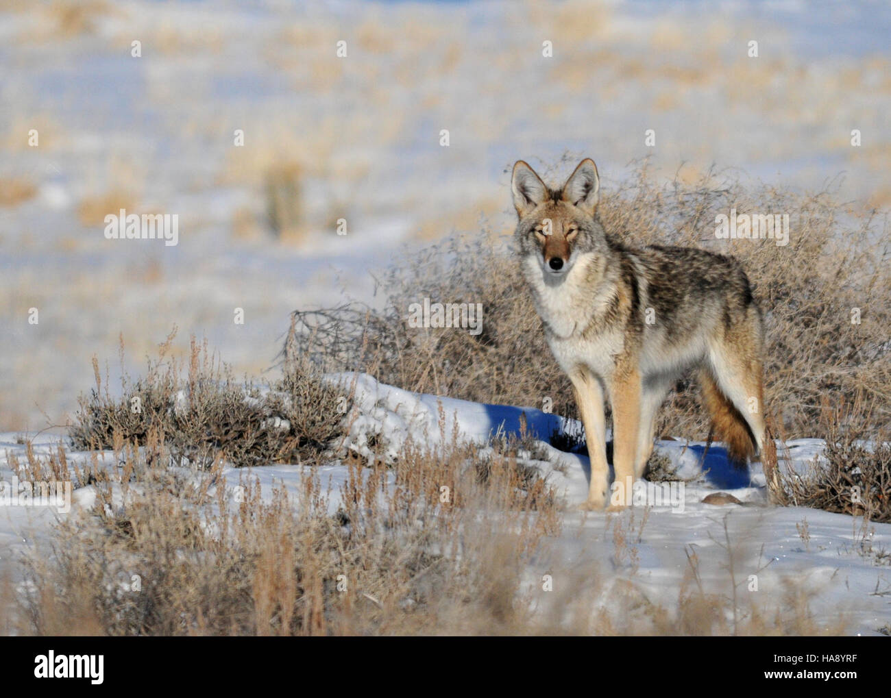 usfwsmtnprairie 24337075051 Coyote on Seedskadee NWR Stock Photo - Alamy