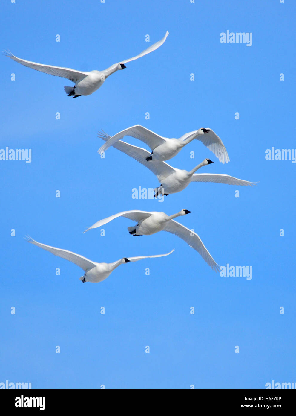 Trumpeter swans, one of the largest waterfowl species in North America ...