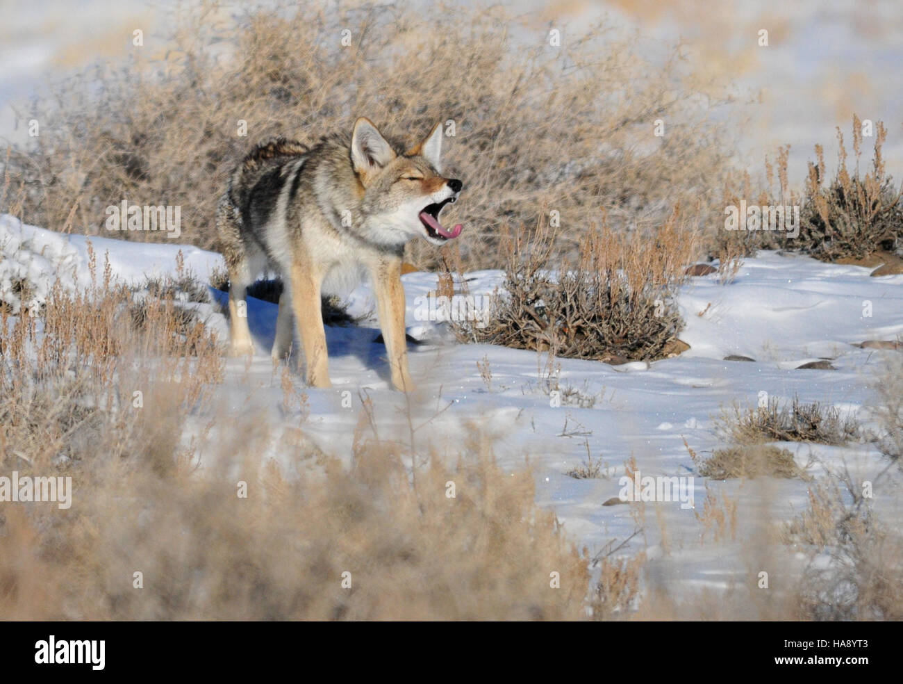 usfwsmtnprairie 24448192713 Coyote on Seedskadee NWR Stock Photo - Alamy