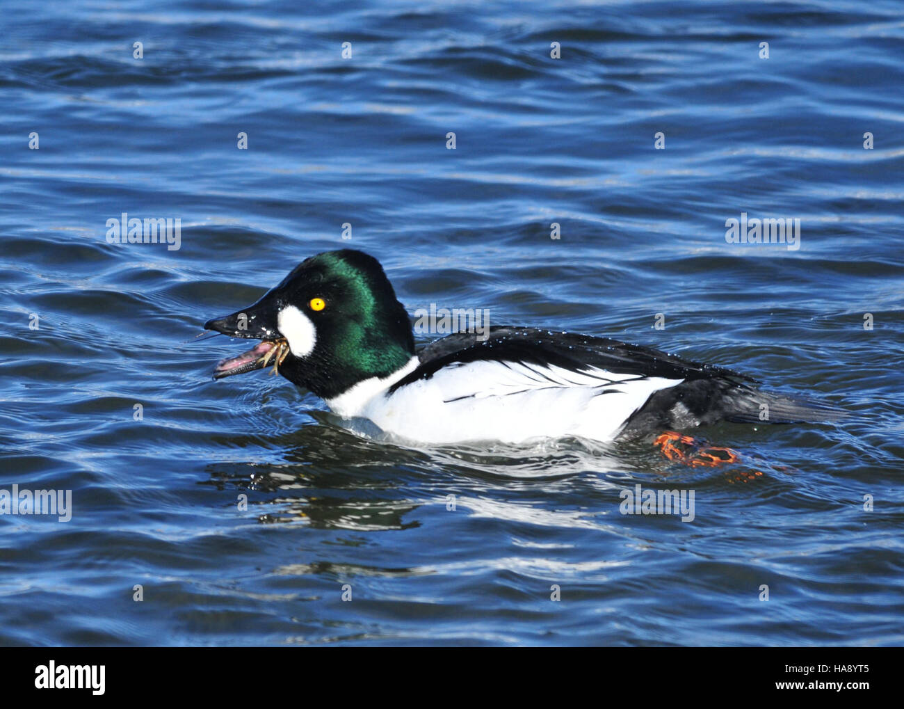 A Common Goldeneye duck feeds on Northern Crayfish at Seedskadee ...