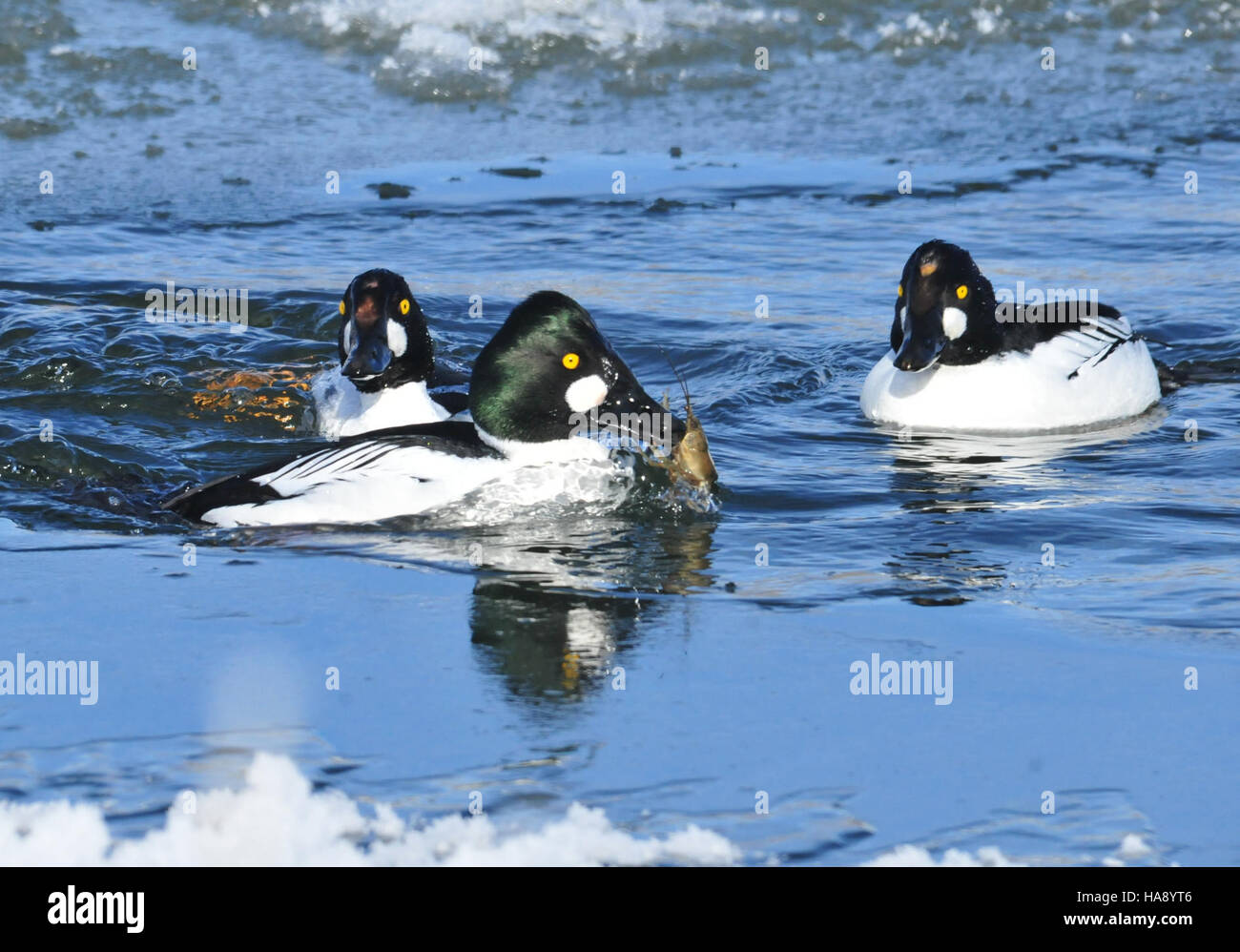 A Drake Common Goldeneye is seen at Seedskadee National Wildlife Refuge ...