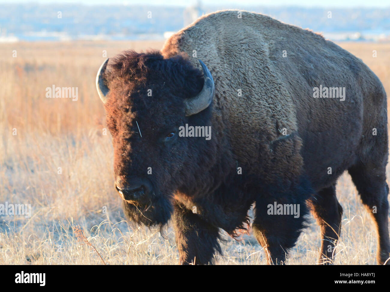 The American Bison, a symbol of the American West, roams freely in ...
