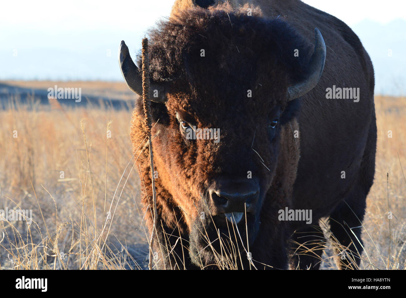 The American Bison, a symbol of the American West, roams freely in ...