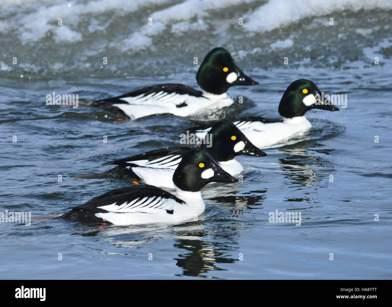 Common Goldeneye drakes are spotted at Seedskadee National Wildlife ...