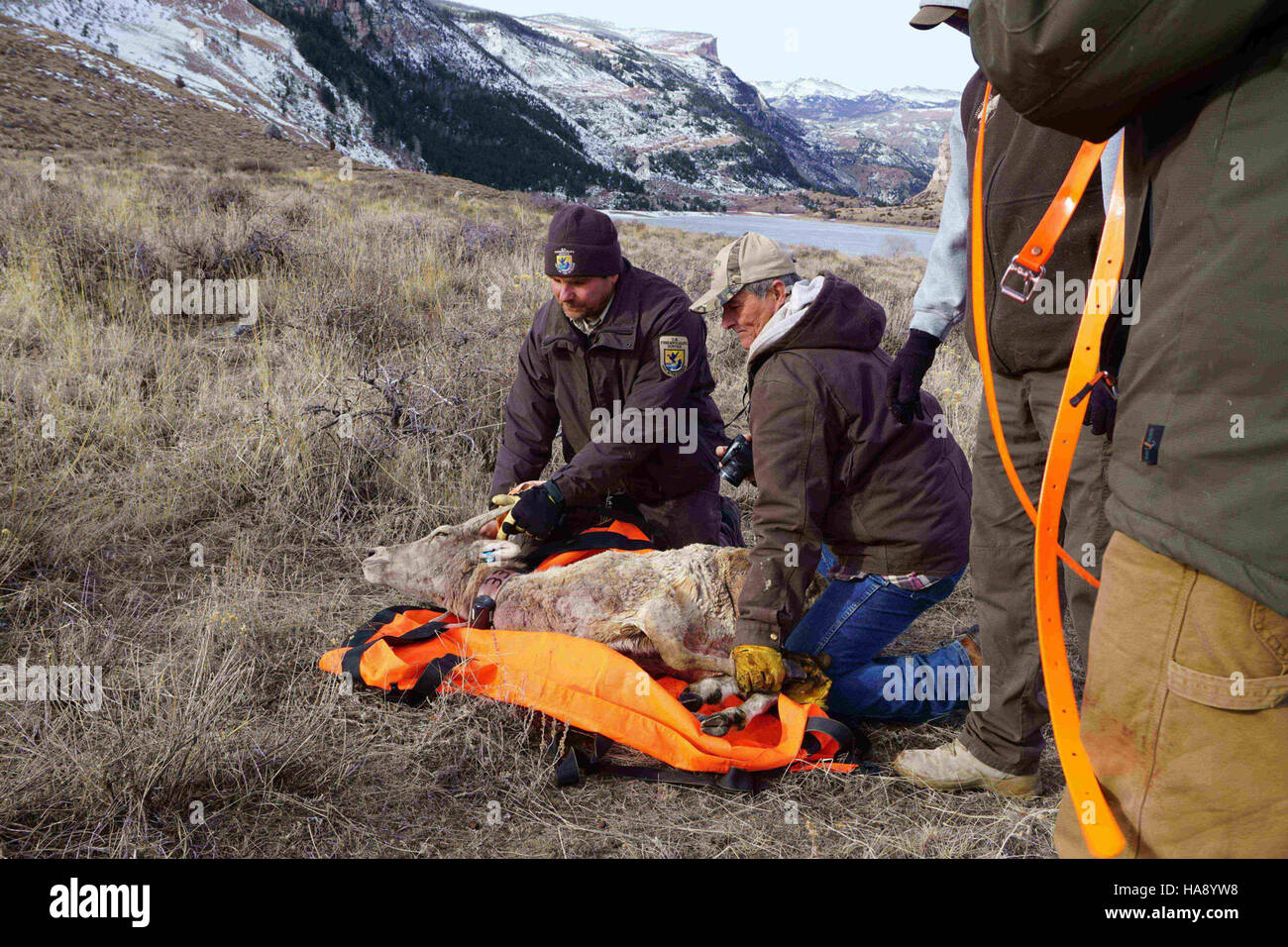 usfwsmtnprairie 24757764973 Bighorn Sheep Operation Stock Photo - Alamy