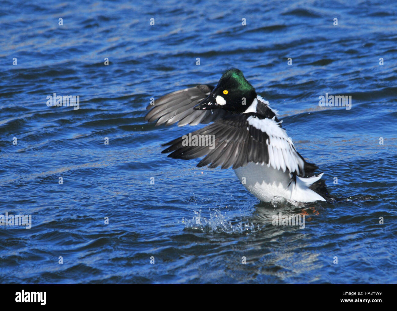 usfwsmtnprairie 24775118706 Common Goldeneye Drake on Seedskadee NWR ...