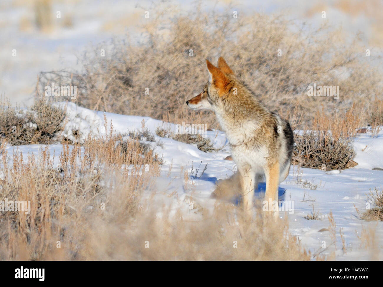 usfwsmtnprairie 24779358480 Coyote on Seedskadee NWR Stock Photo - Alamy