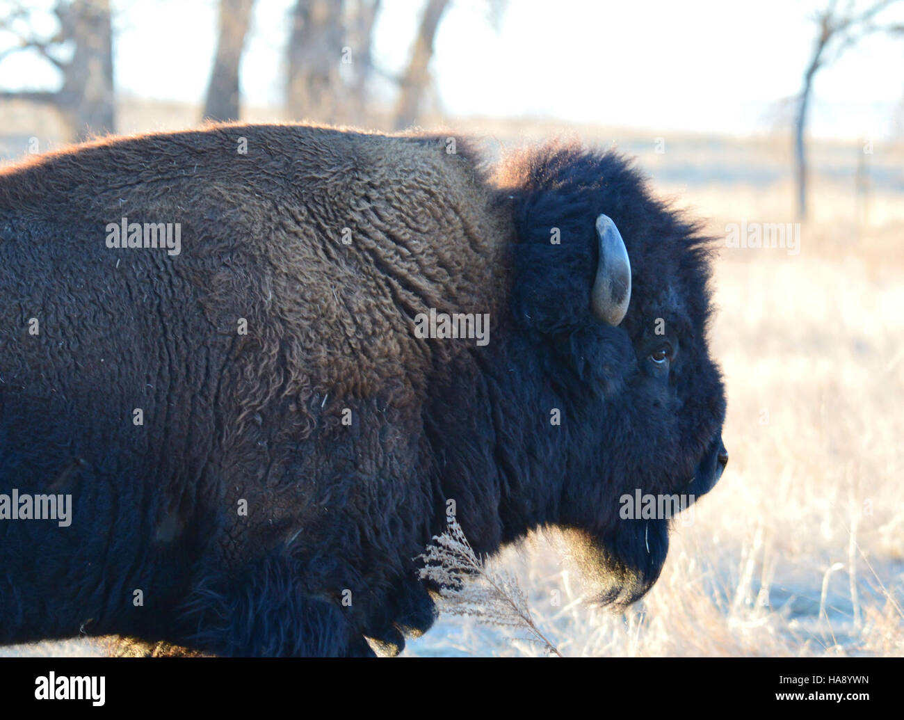 The American Bison, a symbol of national heritage, roams freely in ...